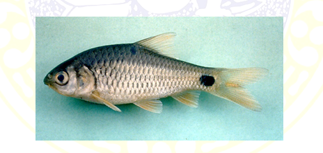 Teknik Pembesaran Ikan Wader Bintik (Puntius binotatus) dengan Aplikasi ...